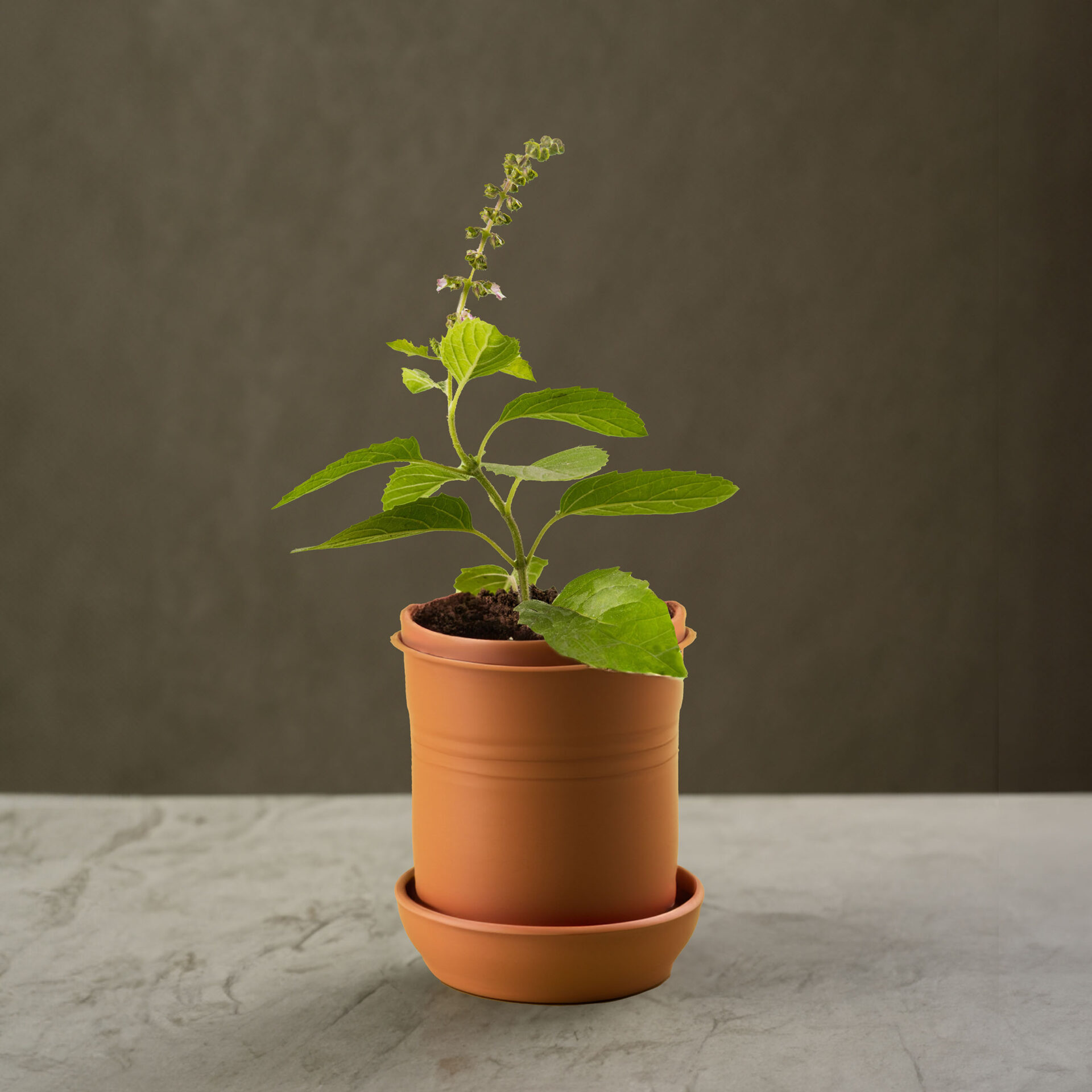 9 Plants You Must Keep In Your Household